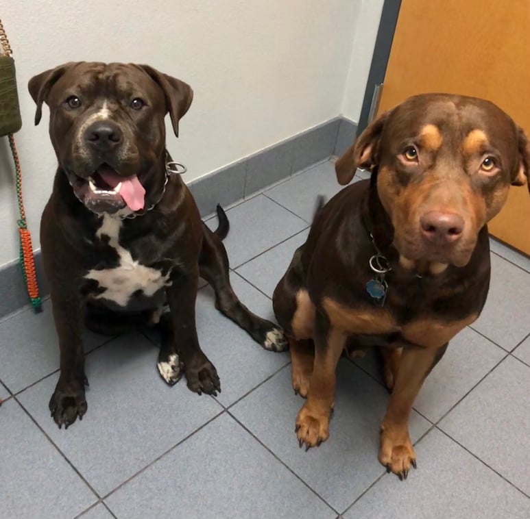 Don't forget to plan for your fur babies!